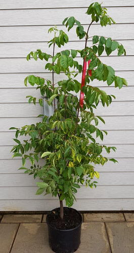 Tetradium Daniellii. Bee Bee Tree. Korean Evodia Tree