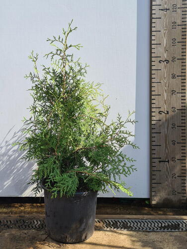 Thuja Brabant. White Cedar Brabant Hedging. Many Sizes