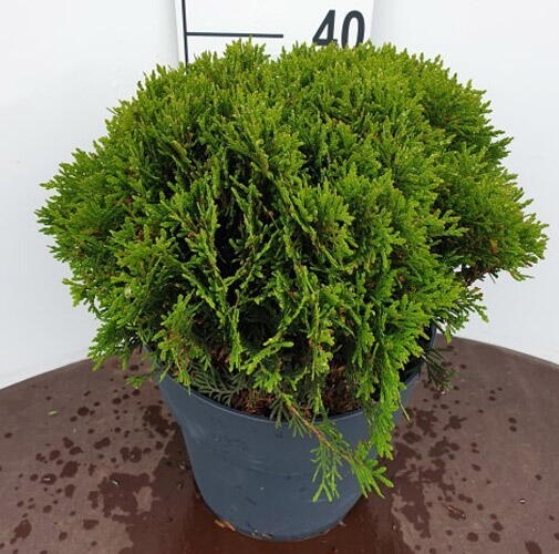 Thuja Occidentalis Danica White Cedar Danica Dwarf Conifers