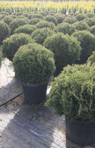 Thuja Occidentalis Danica White Cedar Danica Dwarf Conifers