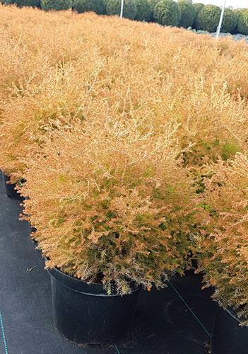Thuja Occidentalis Fire Chief Congabe Dwarf White Cedar Tree