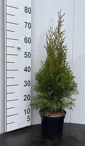 Thuja Smaragd Hedging. White Cedar Thuja Hedging