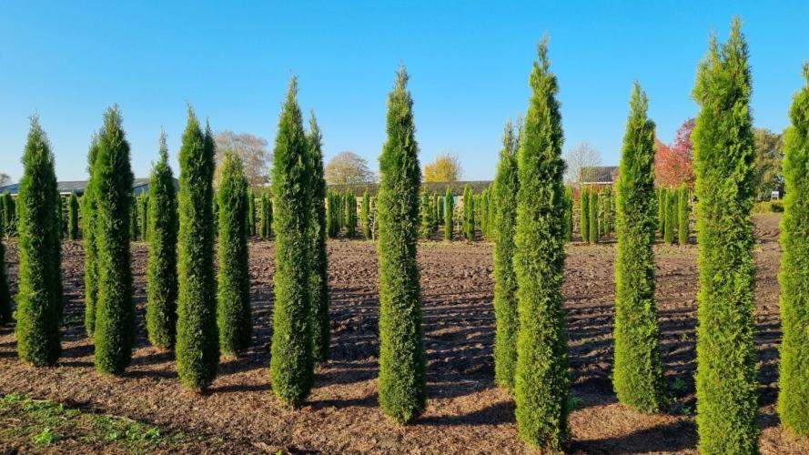 Thuja Smaragd Pencil Cypress. White Cedar Pencil Cypress UK
