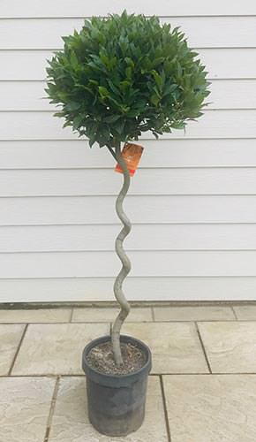 Twisted Stem Bay Trees for Sale UK. Corkscrew Bay Trees