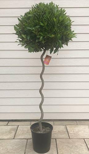 Twisted Stem Bay Trees for Sale UK. Corkscrew Bay Trees