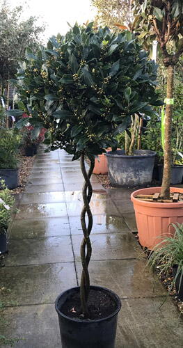 Twisted Stem Bay Trees for Sale UK. Corkscrew Bay Trees