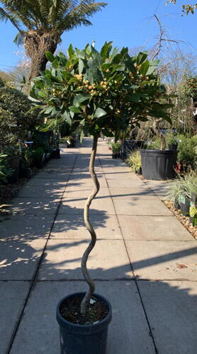 Twisted Stem Bay Trees for Sale UK. Corkscrew Bay Trees