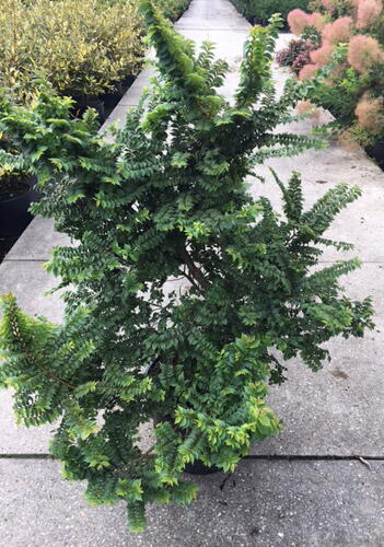 Ulmus minor Jacqueline Hillier Field Elm Jacqueline Hillier