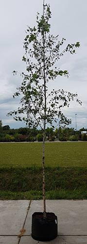 Weeping Silver Birch. Betula Utilis Pendula. Tree Nursery UK