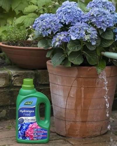 Westland Hydrangea Feed 1 litre For Sale Online UK