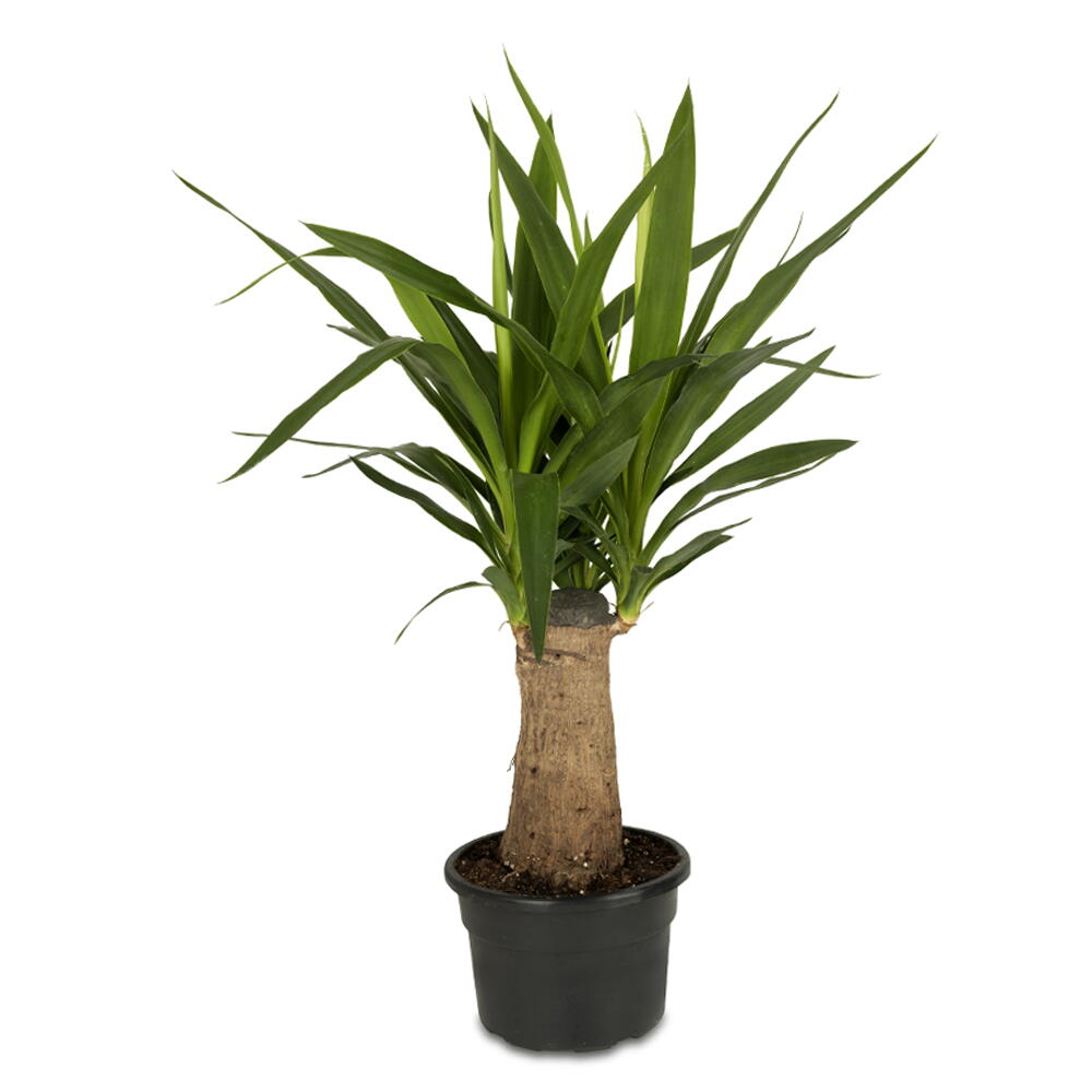 Indoor Yucca Elephantipes