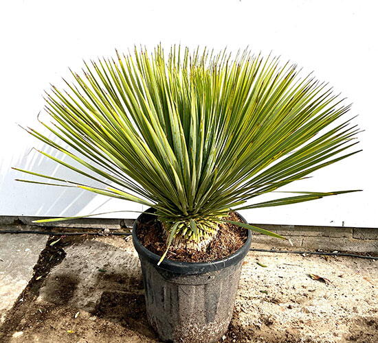 Yucca Rostrata Blue Swan Hardy Exotic Yucca Plants Online UK