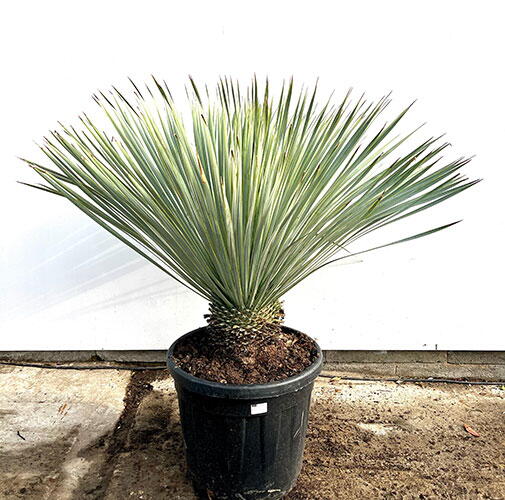 Yucca Rostrata Blue Swan Hardy Exotic Yucca Plants Online UK