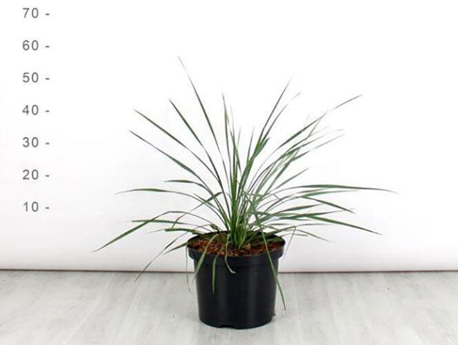 Yucca Rostrata Blue Swan Hardy Exotic Yucca Plants Online UK