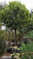 Topiary Plants. Topiary Trees Specialist Nursery, London. UK