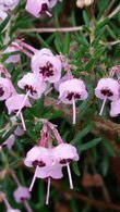 Coastal Plants for Seaside Areas. Coastal and Windswept Plants. UK