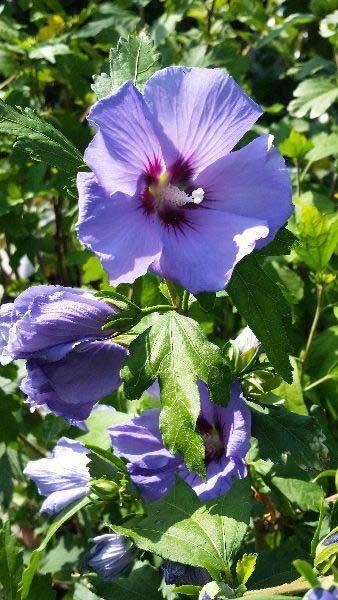 Purple hibiscus flower store