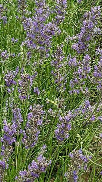 Lavendula Angustifolia Lavender