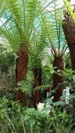 Tree Ferns for Sale Mature Hardy Ferns & Tree Ferns Online