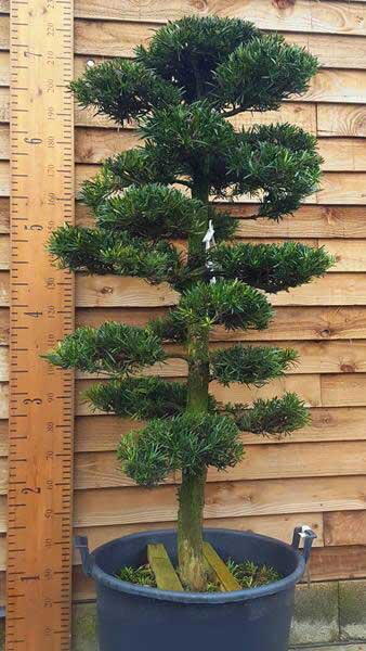 topiary cloud trees Topiary hedging boxwood hedges hedge buxus balls ...