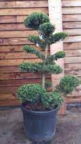 Japanese Cloud Trees For Sale UK. Unique Trees To Buy Online
