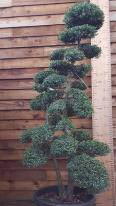 Japanese Cloud Trees For Sale UK. Unique Trees To Buy Online