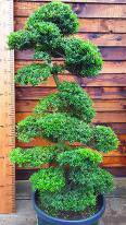 Japanese Cloud Trees For Sale UK. Unique Trees To Buy Online