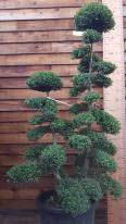 Japanese Cloud Trees For Sale UK. Unique Trees To Buy Online