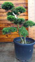 Japanese Cloud Trees For Sale UK. Unique Trees To Buy Online