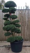 Japanese Cloud Trees For Sale UK. Unique Trees To Buy Online