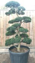Japanese Cloud Trees For Sale UK. Unique Trees To Buy Online