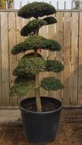 Japanese Cloud Trees For Sale UK. Unique Trees To Buy Online