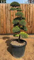 Japanese Cloud Trees For Sale UK. Unique Trees To Buy Online