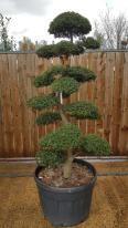 Japanese Cloud Trees For Sale UK. Unique Trees To Buy Online