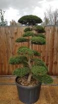 Japanese Cloud Trees For Sale UK. Unique Trees To Buy Online