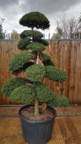 Japanese Cloud Trees For Sale UK. Unique Trees To Buy Online