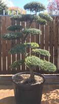Japanese Cloud Trees For Sale UK. Unique Trees To Buy Online