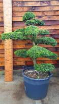 Japanese Cloud Trees For Sale UK. Unique Trees To Buy Online