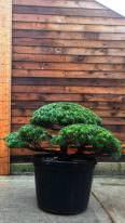 Japanese Cloud Trees For Sale UK. Unique Trees To Buy Online