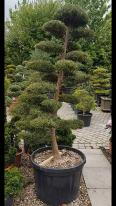 Japanese Cloud Trees For Sale UK. Unique Trees To Buy Online