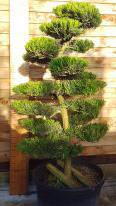 Japanese Cloud Trees For Sale UK. Unique Trees To Buy Online