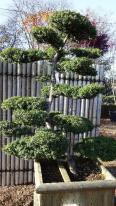 Japanese Cloud Trees For Sale UK. Unique Trees To Buy Online