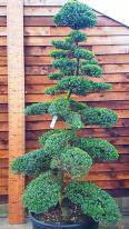 Japanese Cloud Trees For Sale UK. Unique Trees To Buy Online
