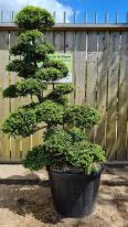 Japanese Cloud Trees For Sale UK. Unique Trees To Buy Online